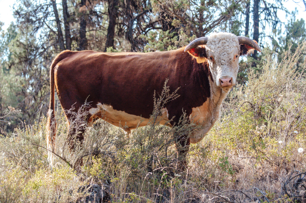 Beautiful Cow, Sheep, and Pig Wallpaper - Country Backgrounds